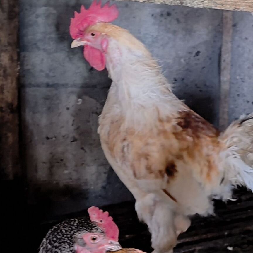 Петух породистый