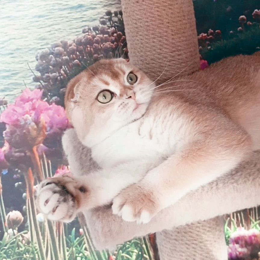 Шотландская вислоухая кошка