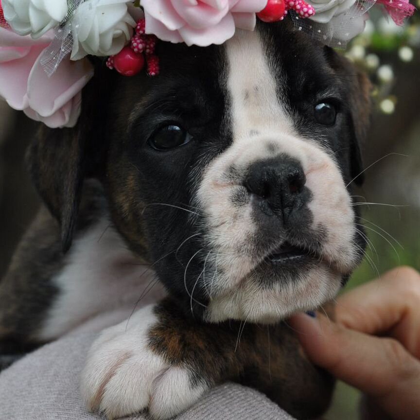 Щенки боксера