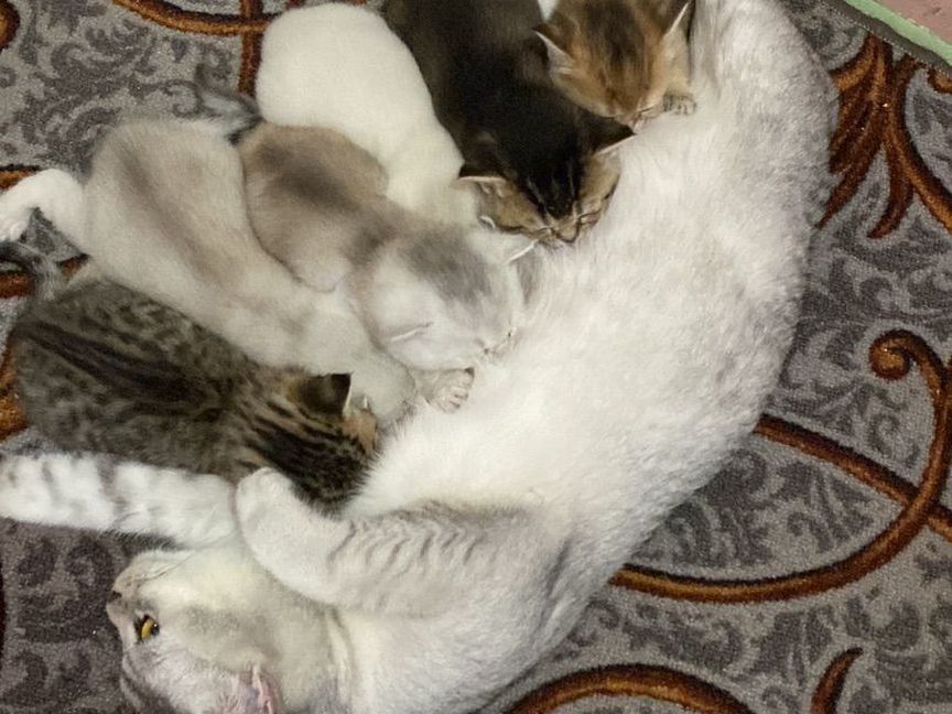 Котята британские шотландские