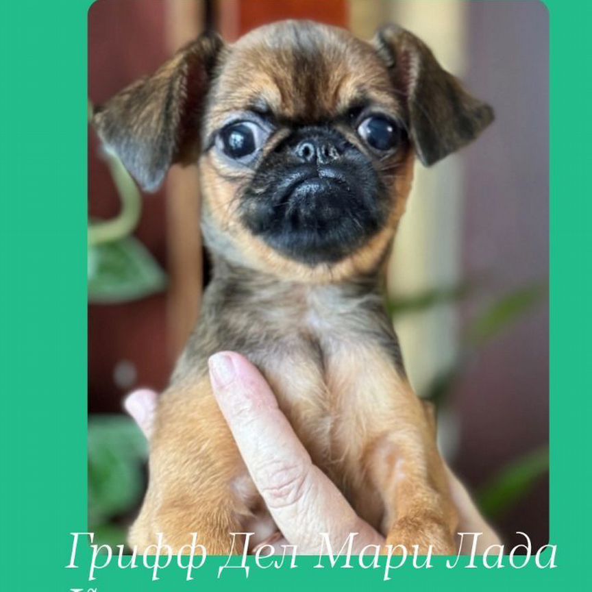 Продаю щенки гриффона