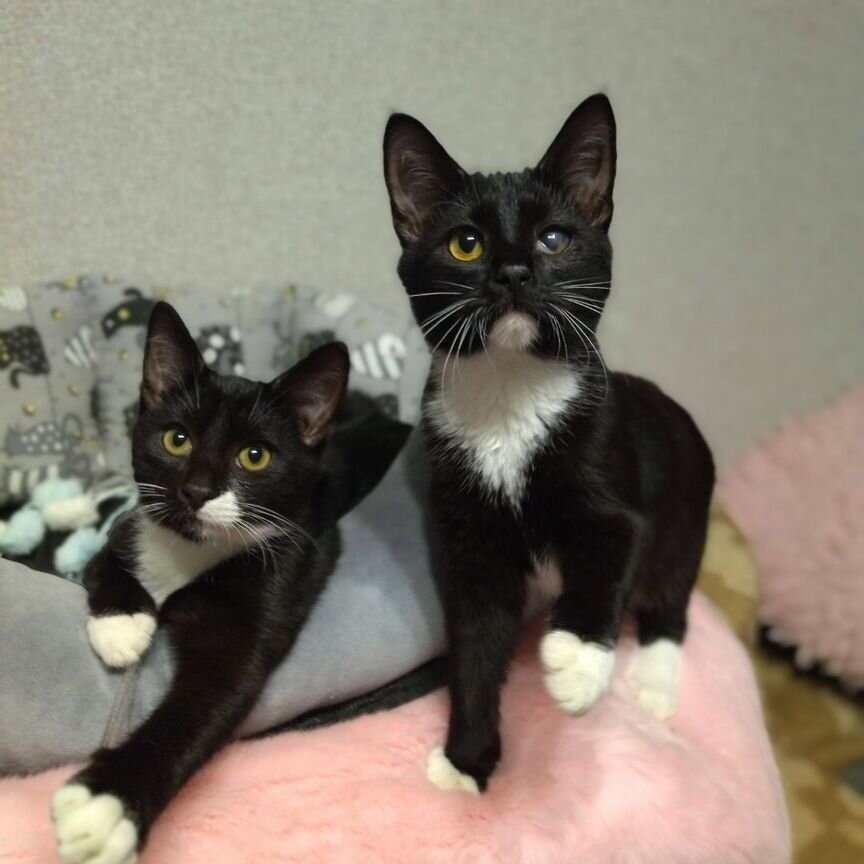 Ищут семью одну на двоих