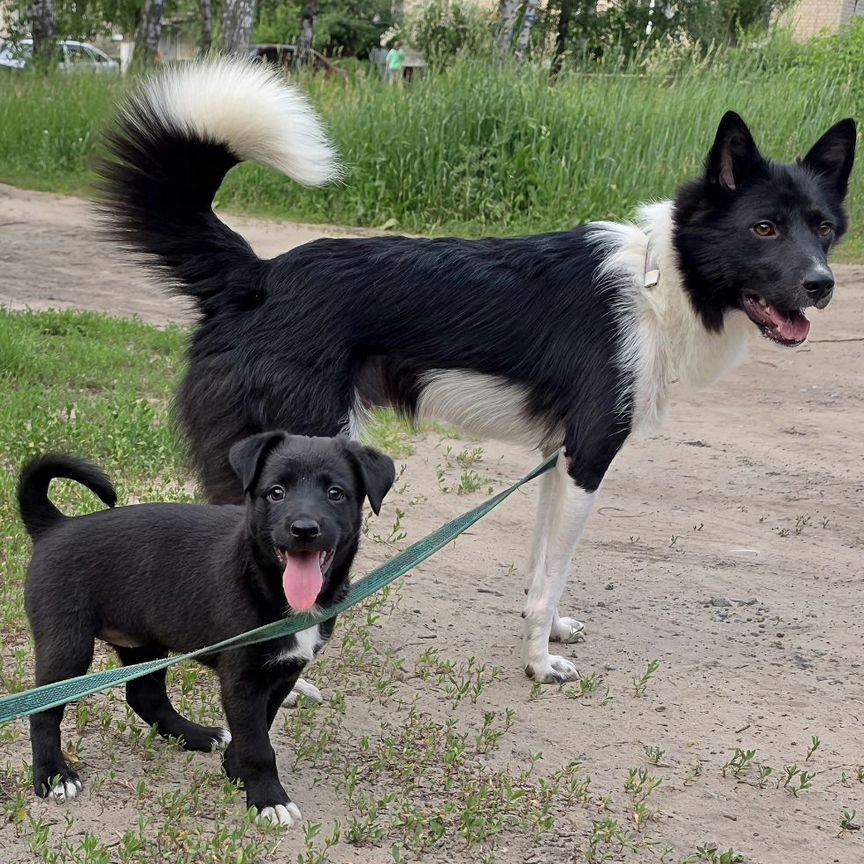 Щенок в добрые руки
