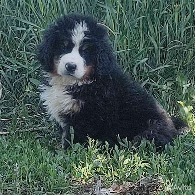 Мальчишка Берн