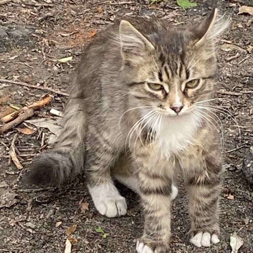 Котёнок-ребёнок