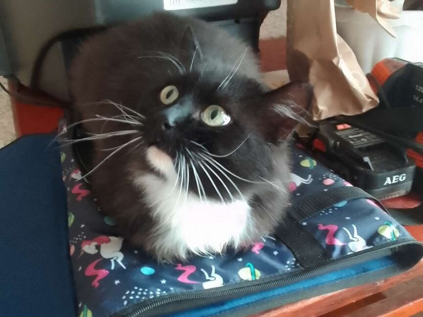 Коты в добрые руки