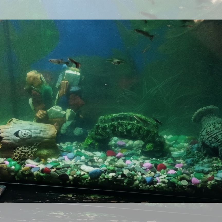 Рыбки гуппи