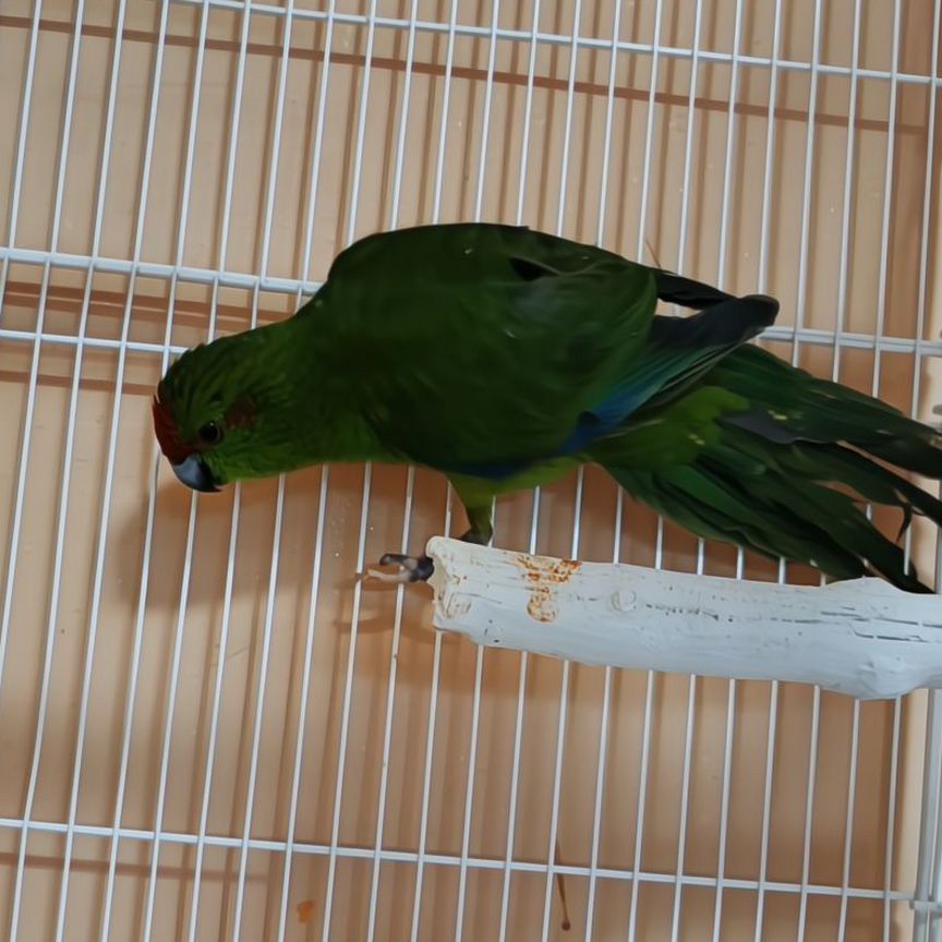 Попугай какарик