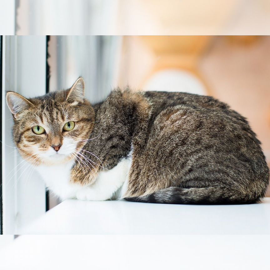 Шотландская прямоухая короткошёрстная, взрослая кошка