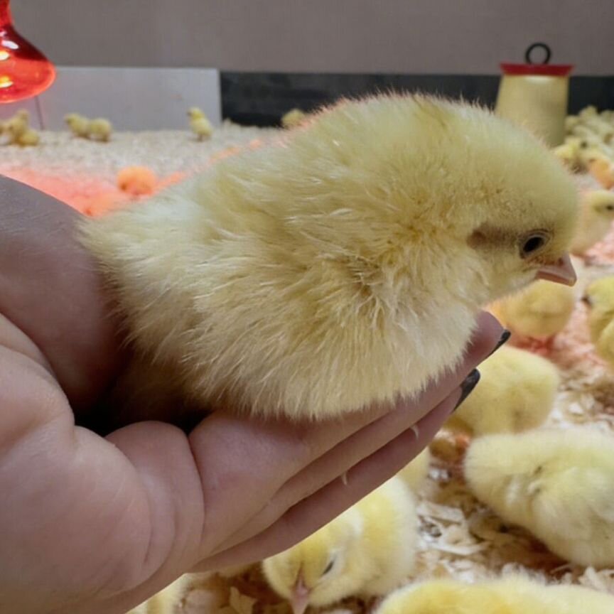 Цыплята бройлеры суточные, цыплята подрощенные