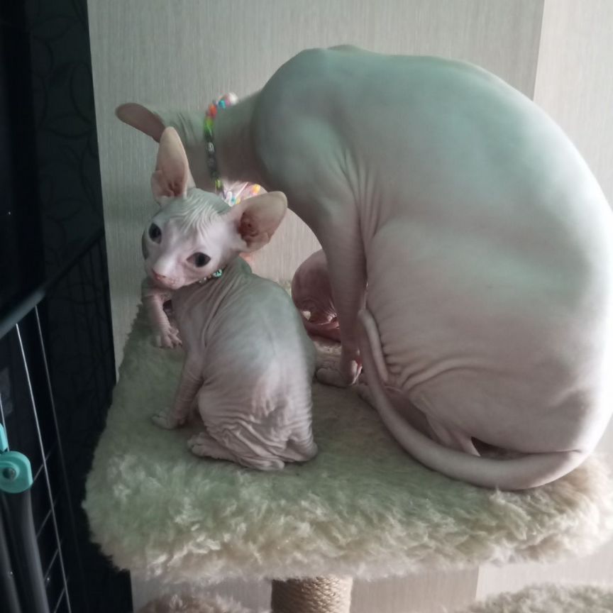 Котята канадского сфинкса