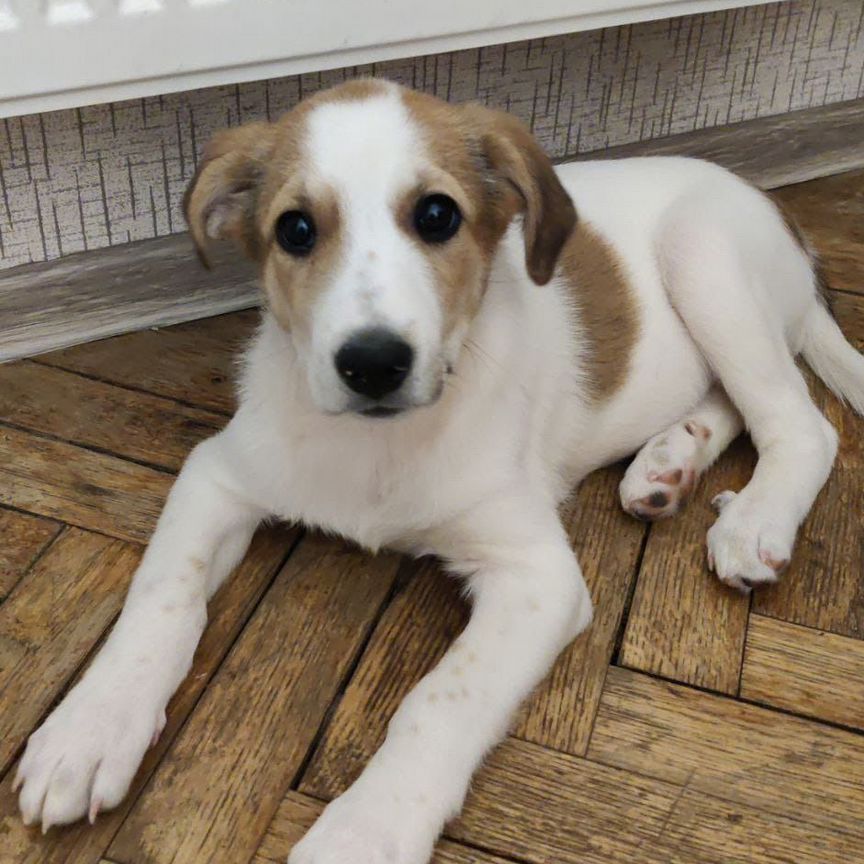 Щенок в добрые руки