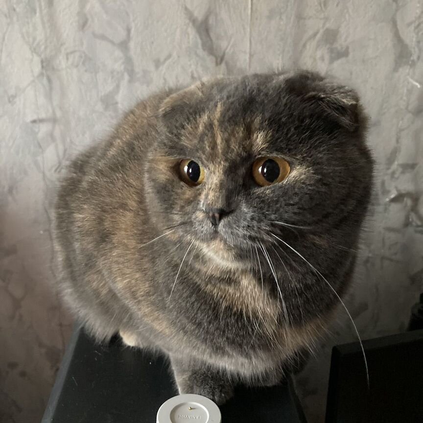 Шотландская вислоухая