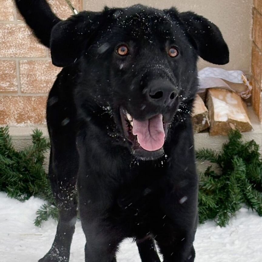 Взрослый пёс в добрые руки