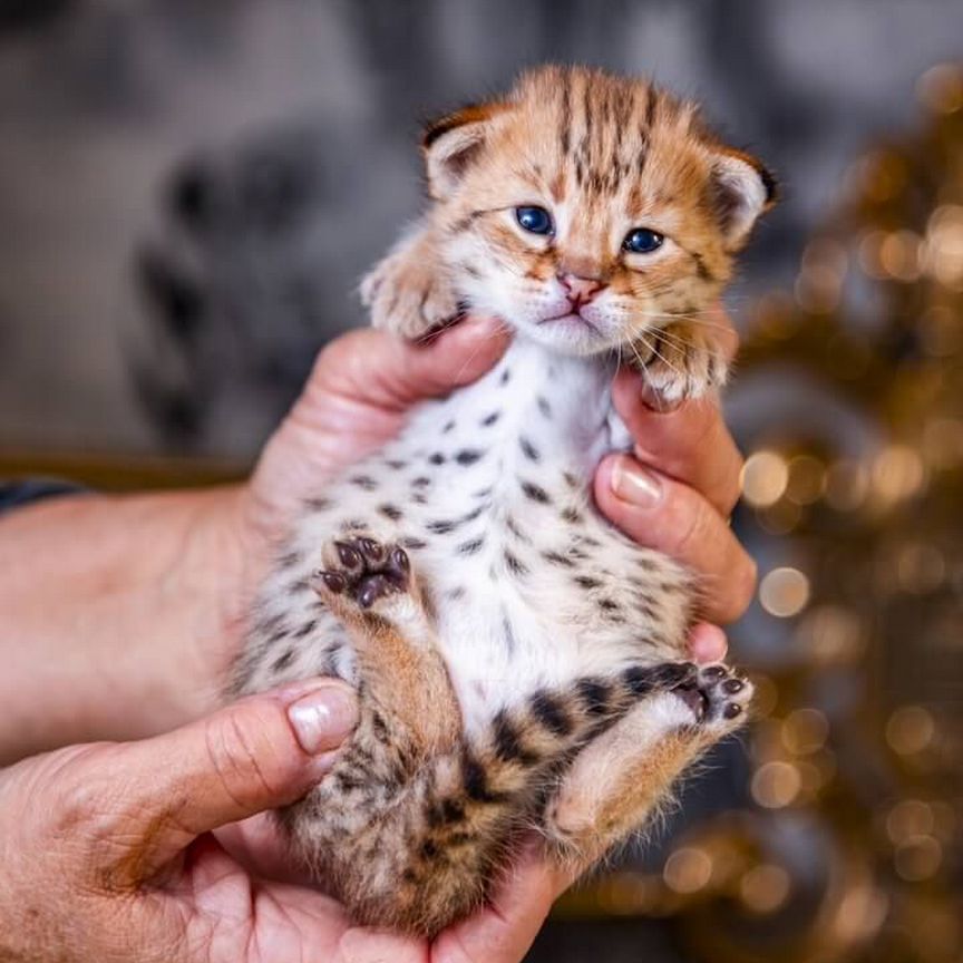 Саванна котята премиум класса