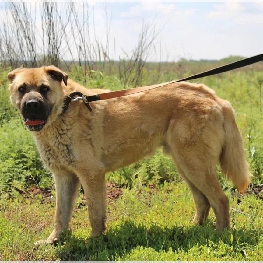 Мальчик Босс