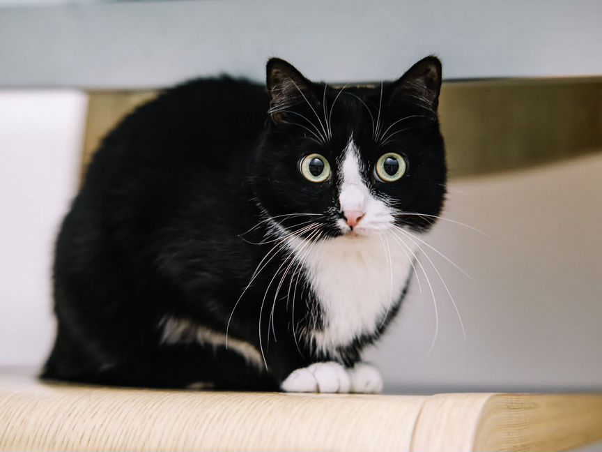 Лапочка кошечка