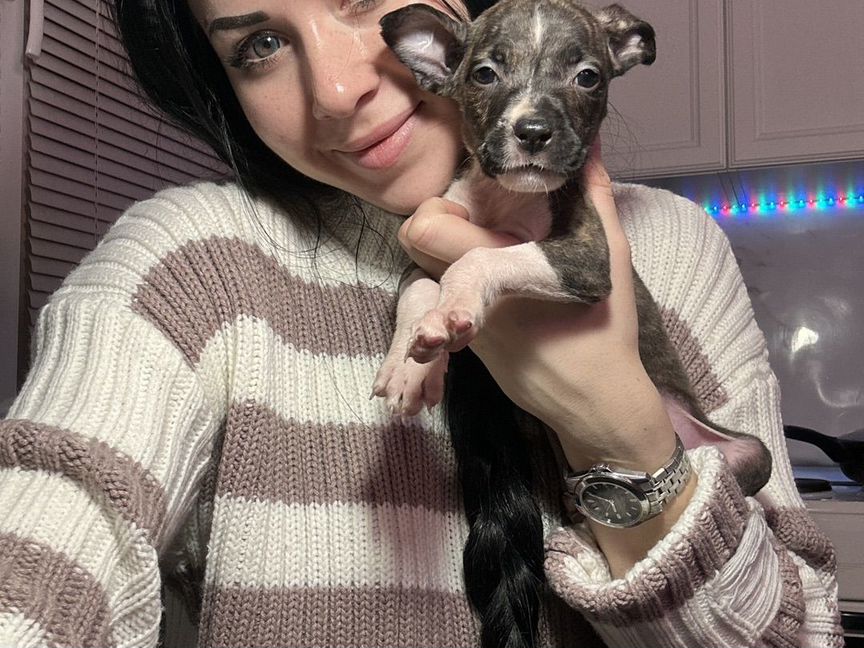 Стаффордширский терьер щенок девочка