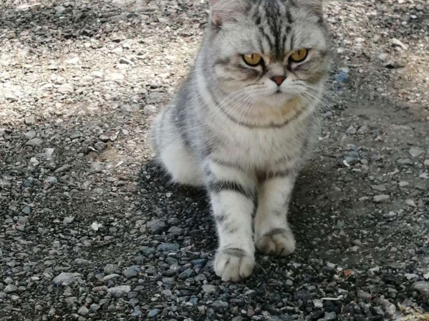 Экзотическая короткошерстная кошка