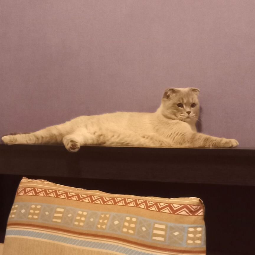 Кот
