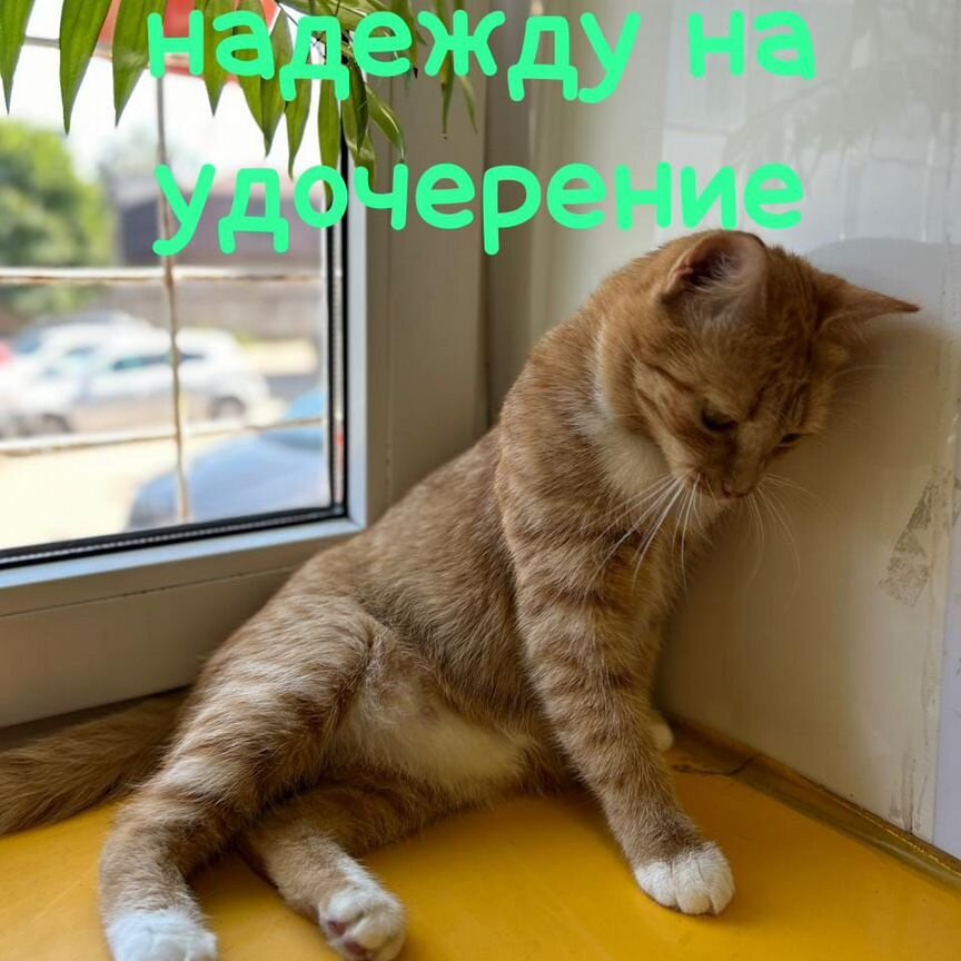 Кошка, ева, 1 год., стерилизована, рыжего окраса