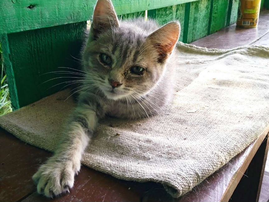 Кошка в дар бесплатно