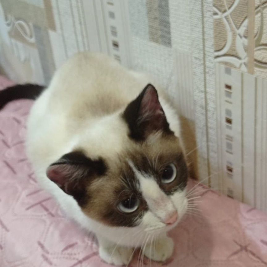 Отдам в добрые руки