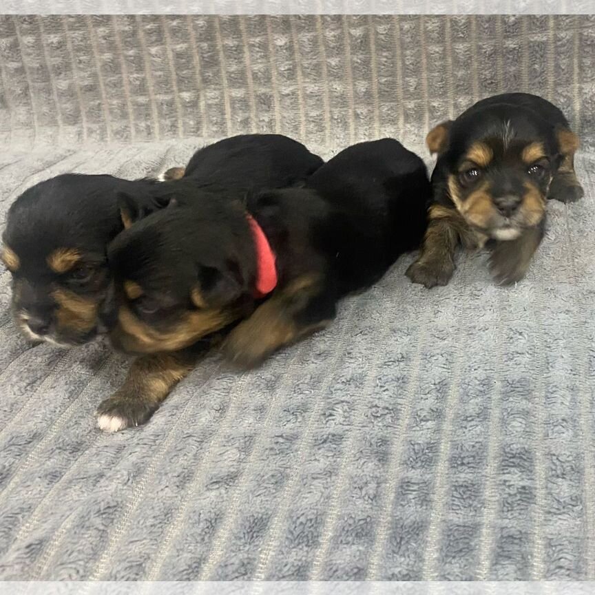 Йоркширский терьер, щенок