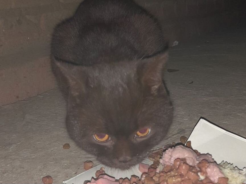 Брошенная британская кошка ищем дом,передержку