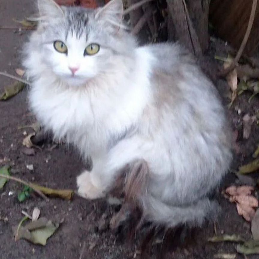 Sos кошечке нужен дом