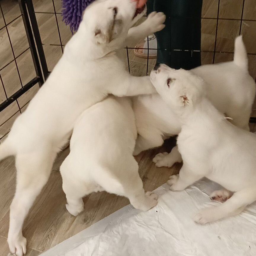 Среднеазиатская овчарка, щенок