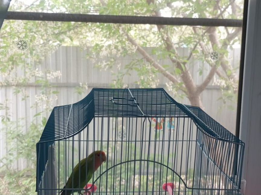 Продам попугая с клеткой, поилкой и кормом