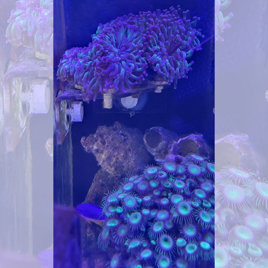 Кораллы эуфилия молоточковая