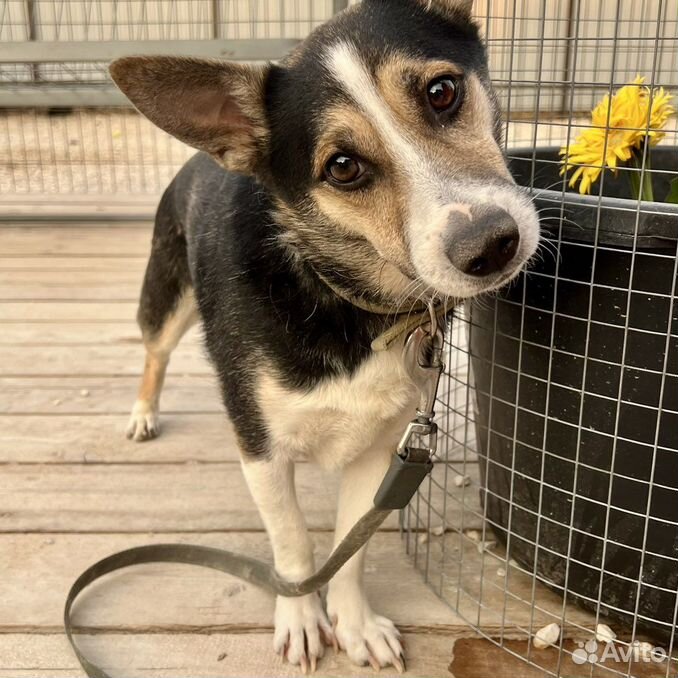 Маленькая собака мальчик Кельвин 3 года