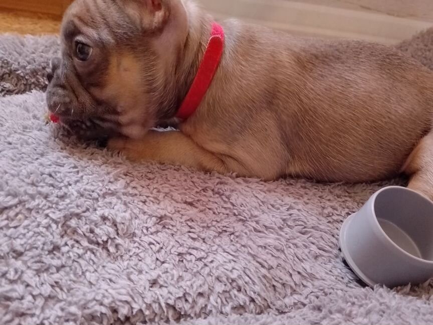 Французский джентльмен