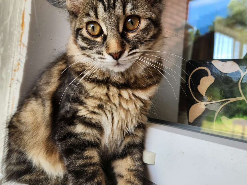 Котёнок девочка курильский бобтейл