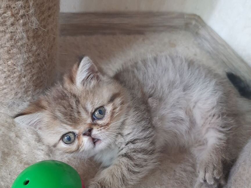Экзотическая короткошерстная