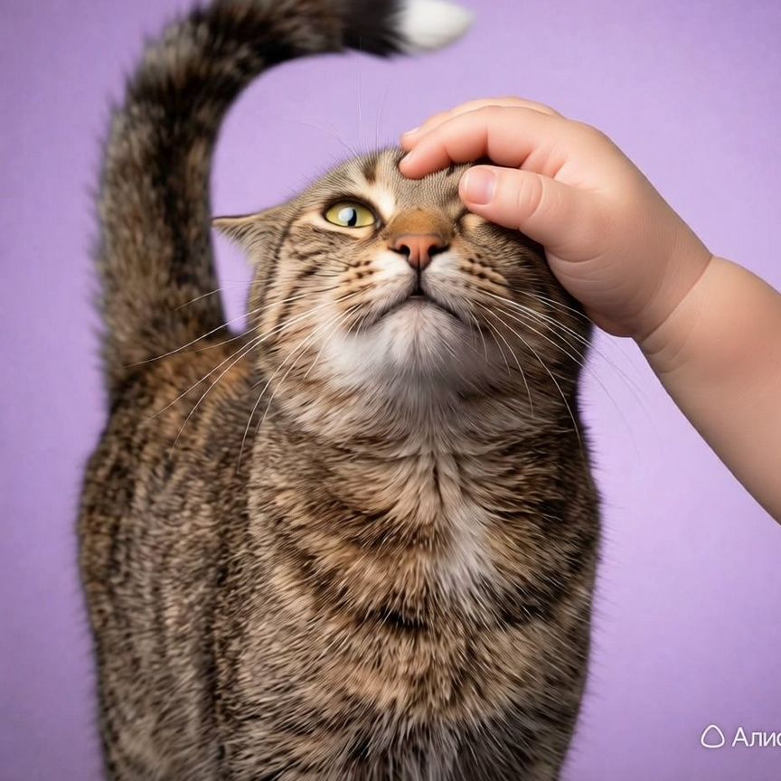 Взрослая, кошка в добрые руки