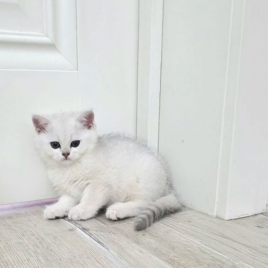 Шотландский прямоухий короткошёрстный котёнок