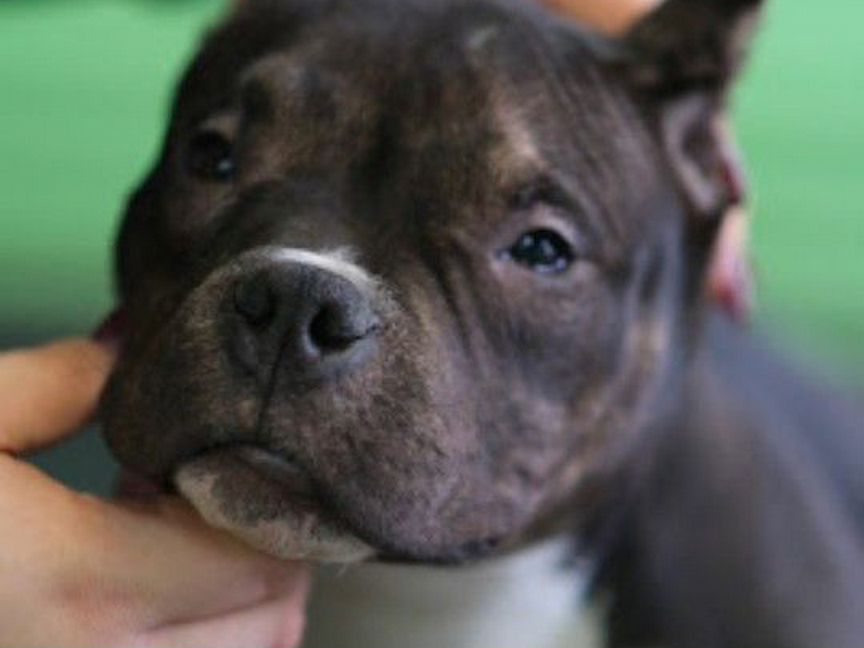Американский булли мальчик,4,5 мес,размер микро