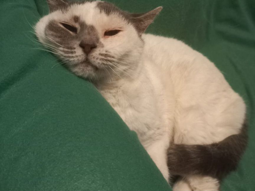 Классная кошка ищет дом