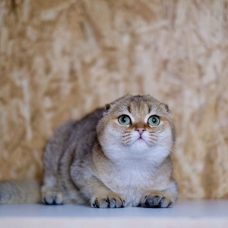 Кот золотая шиншилла ny25