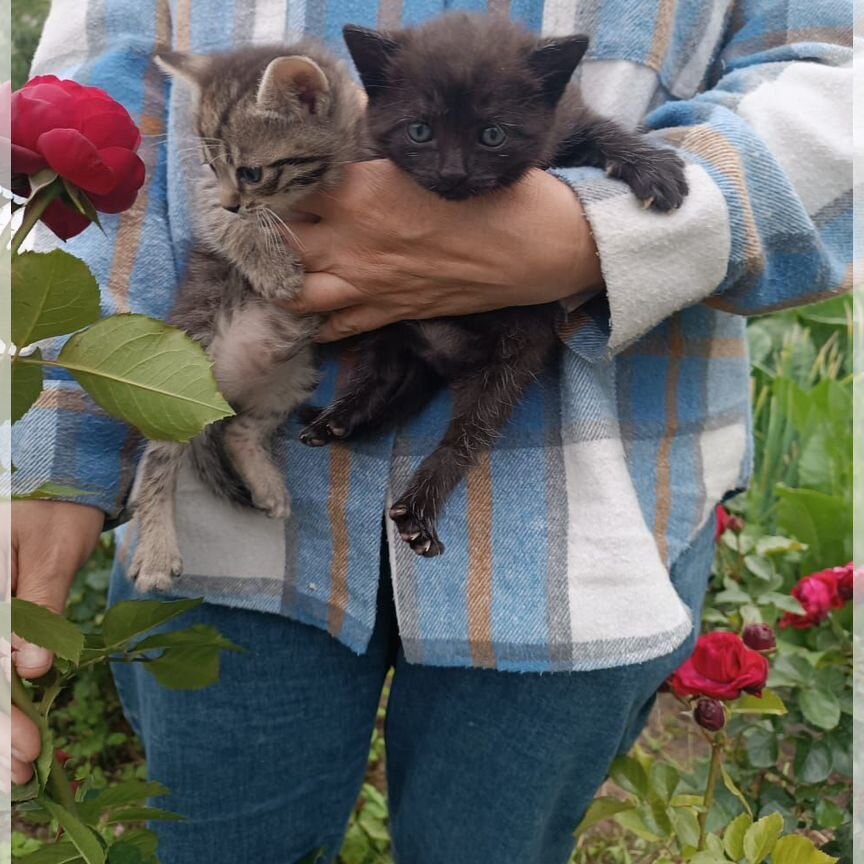 Котята в добрые руки бесплатно