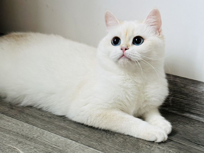 Шикарная синеглазая девочка ny 12