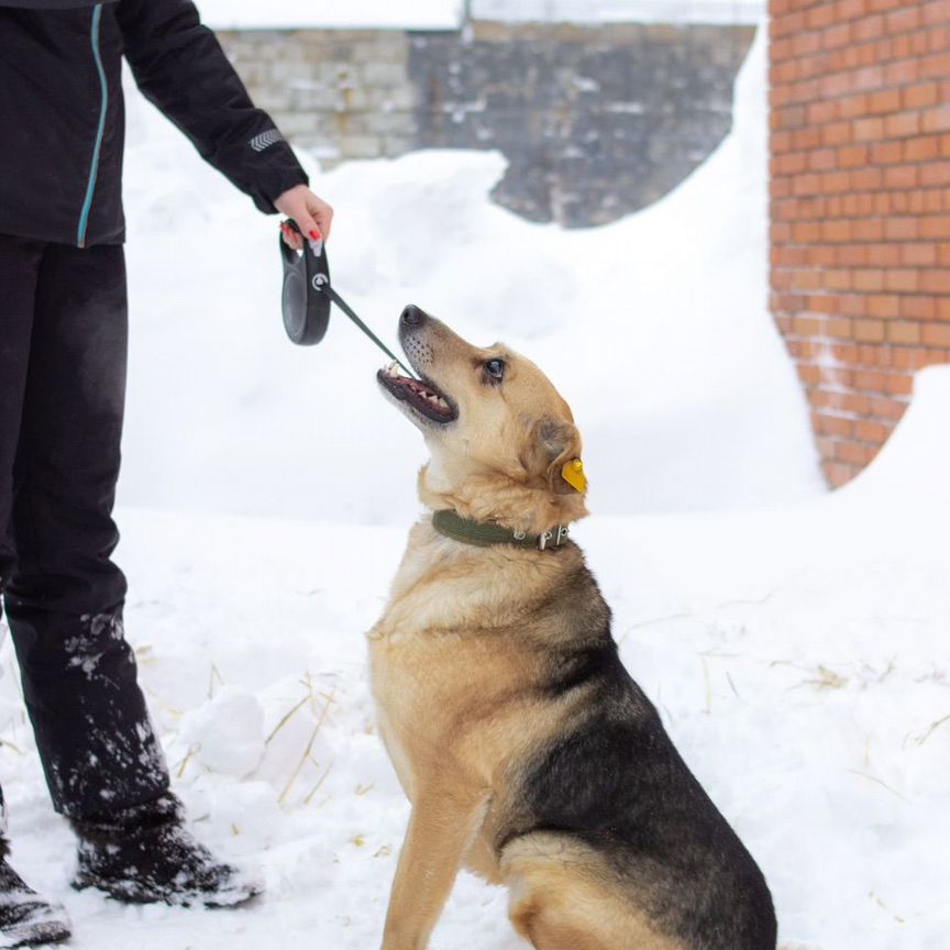 Собака в добрые руки