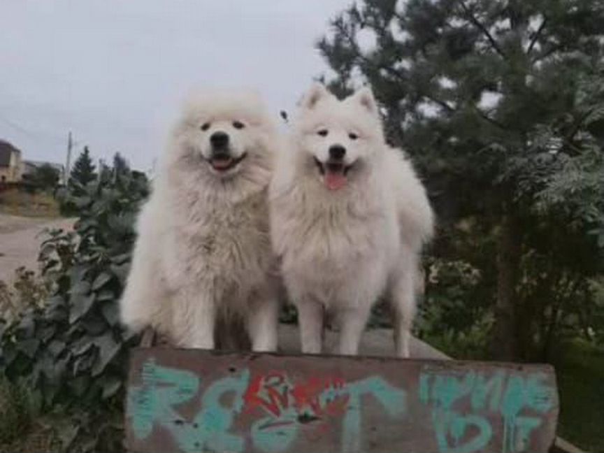 Щенки самоедской лайки