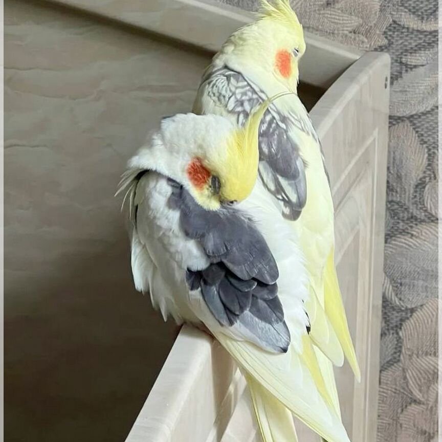 Попугай корелла