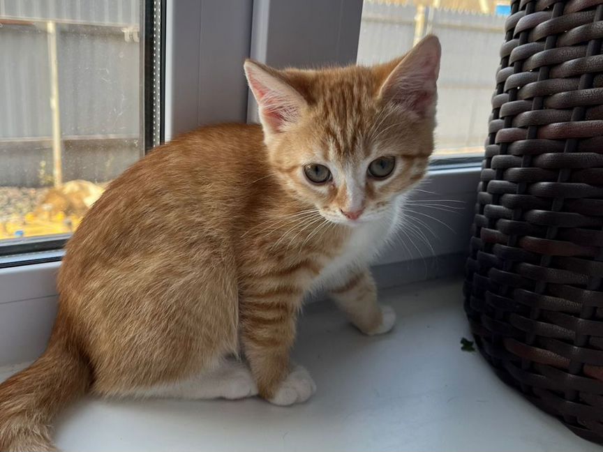Котята