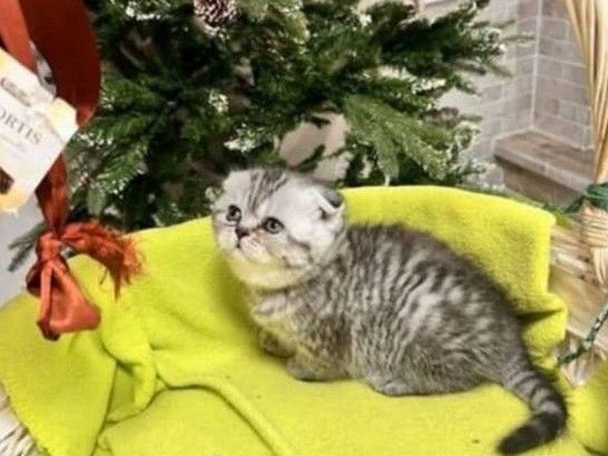 Шотландские котята