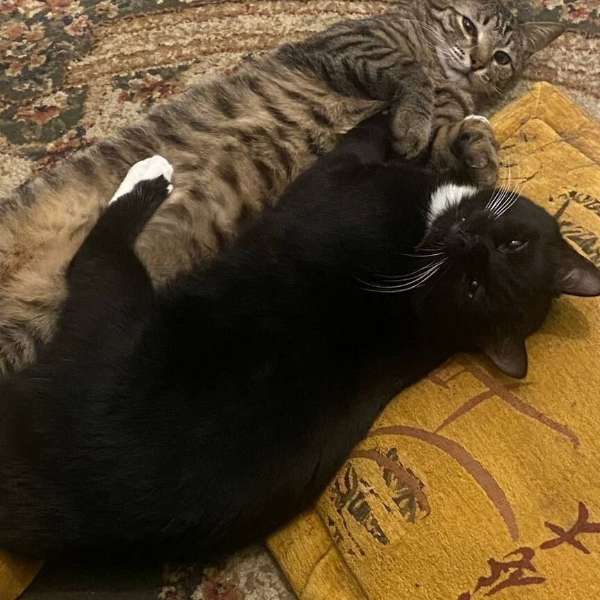 Котёнок в добрые руки